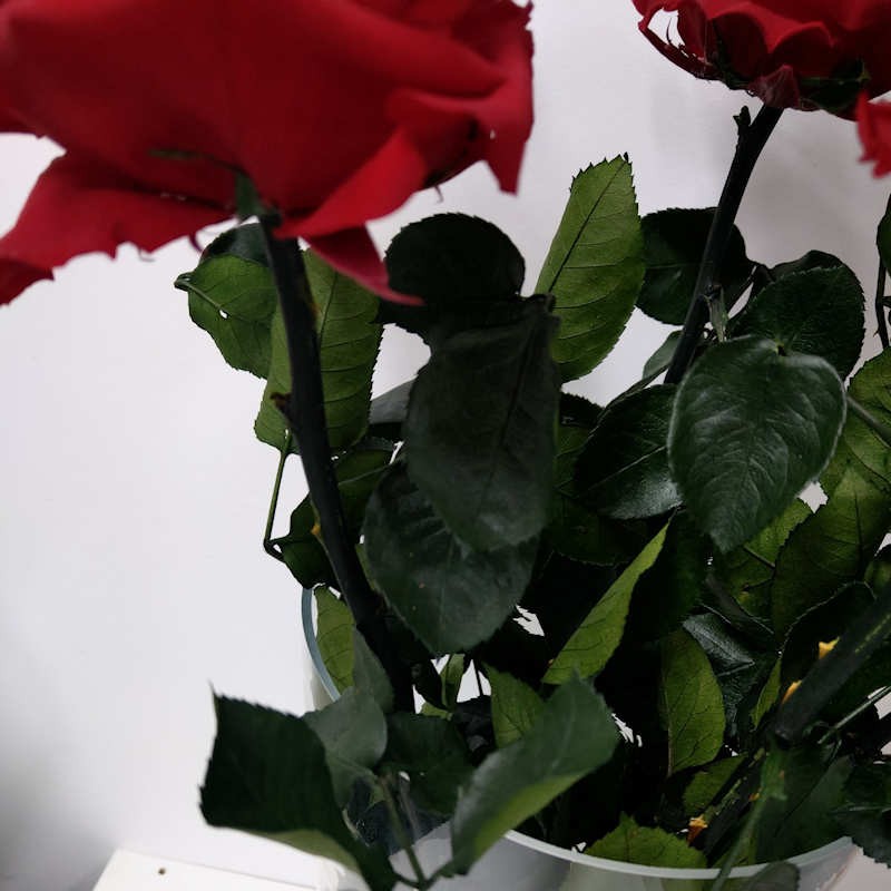 Red super size Amorosa, bulk case of 12 - Verdi Preserved