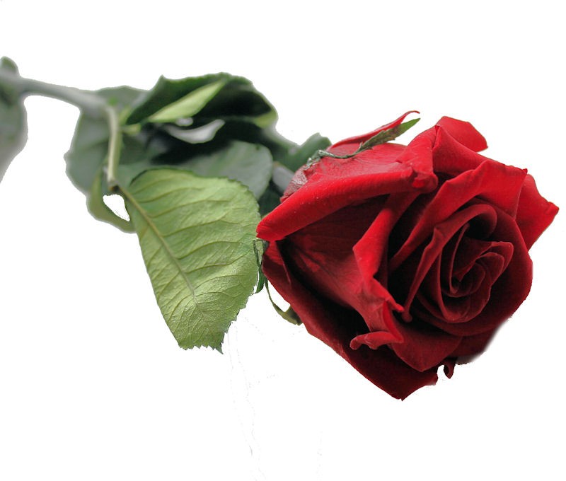 Burgundy Amorosa Rose (Bag) Case of 30 - Verdi Preserved