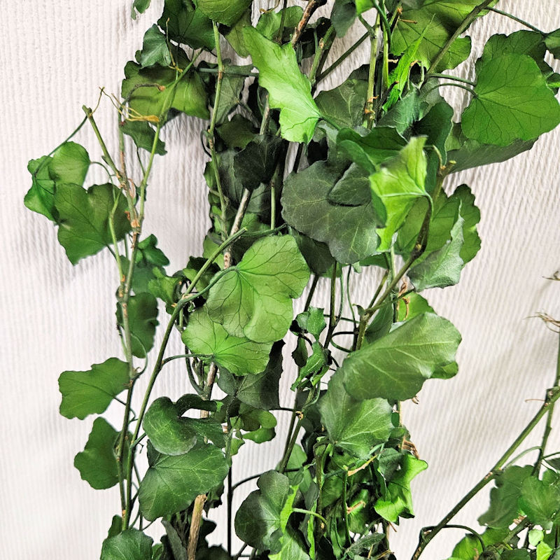 Hedera Helix Mini Green - Verdi Preserved