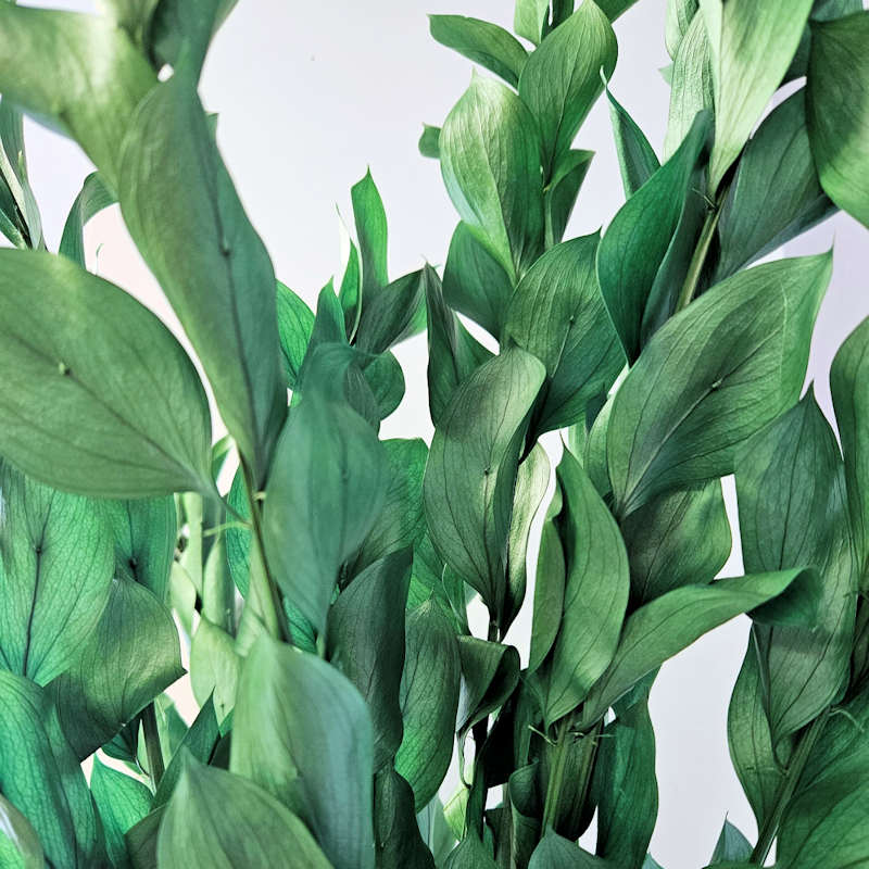 Ruscus - Verdi Preserved