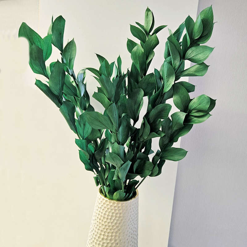 Preserved Hard Ruscus - Sturdy Green Filler Stems | Verdi UK