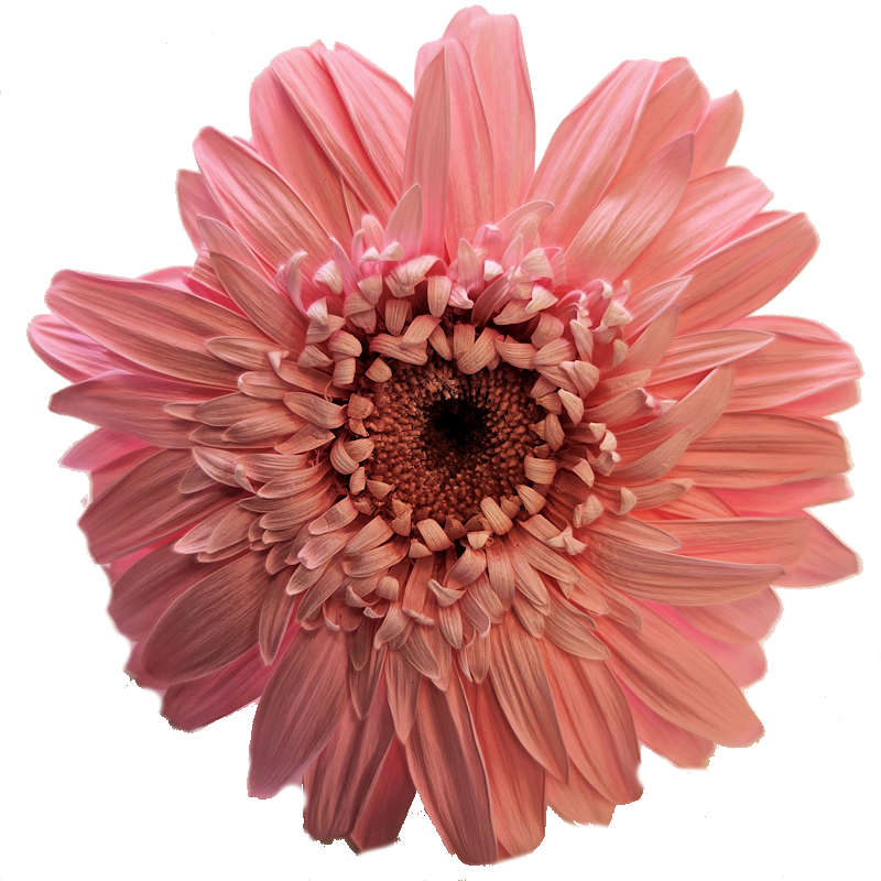 Preserved Gerbera heads, pastel pink