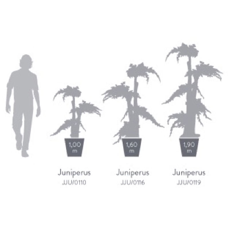 Jumbo Juniper - Verdi Preserved