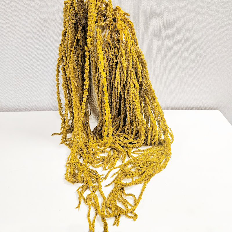 Preserved Amaranthus Dijon Gold