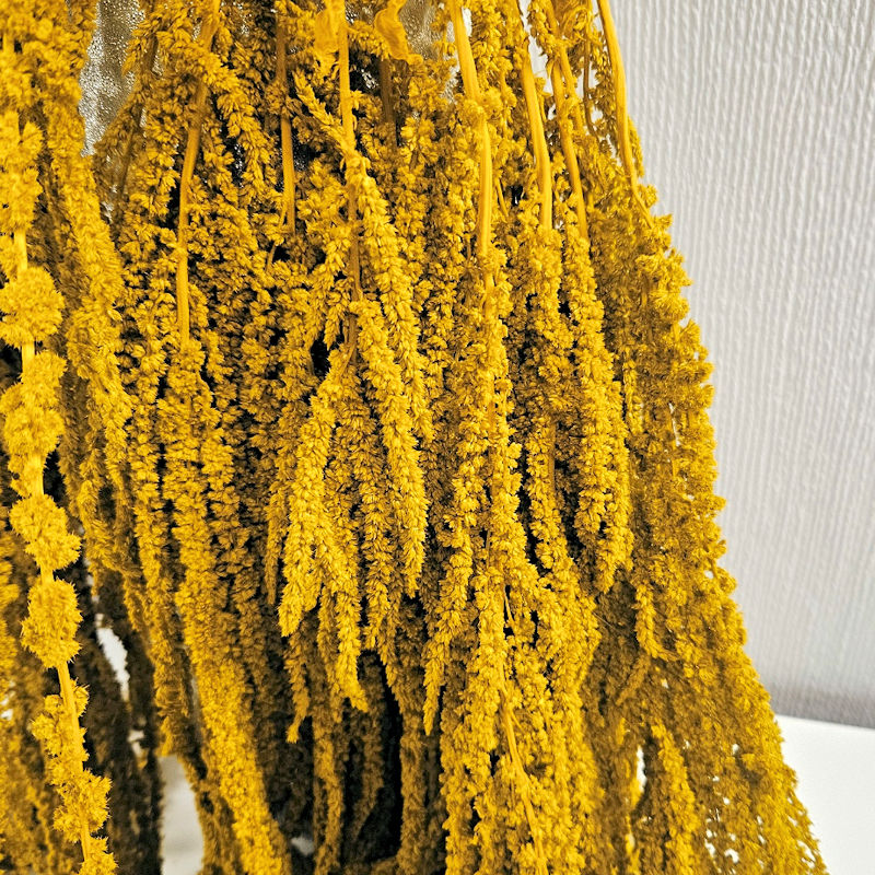 Preserved Amaranthus Dijon Gold